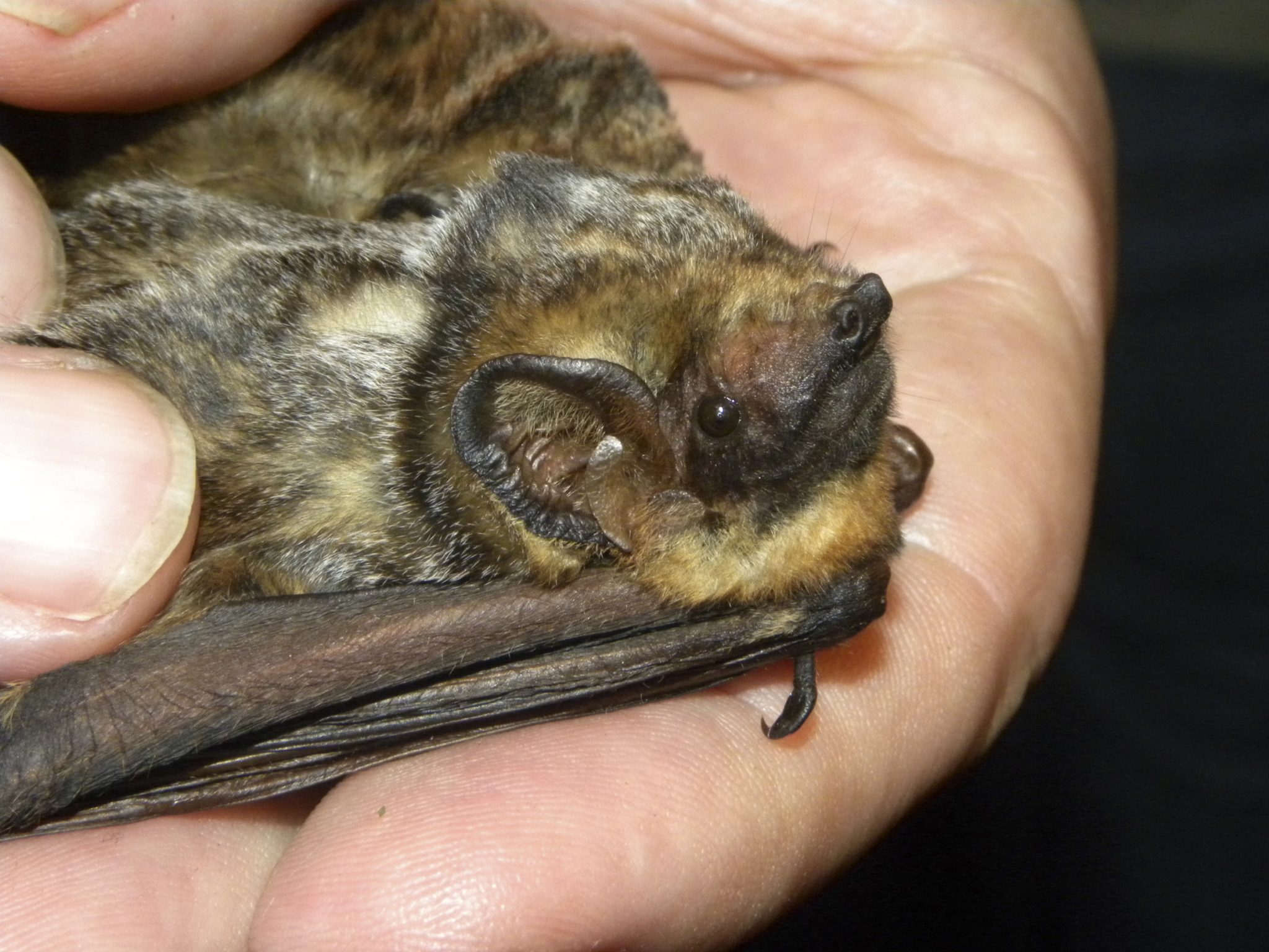 Wind farms killing more bats than expected | News, Sports, Jobs - Maui News